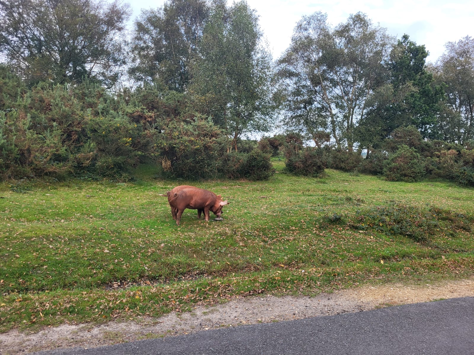 Pigs! – New Forest Shortbread