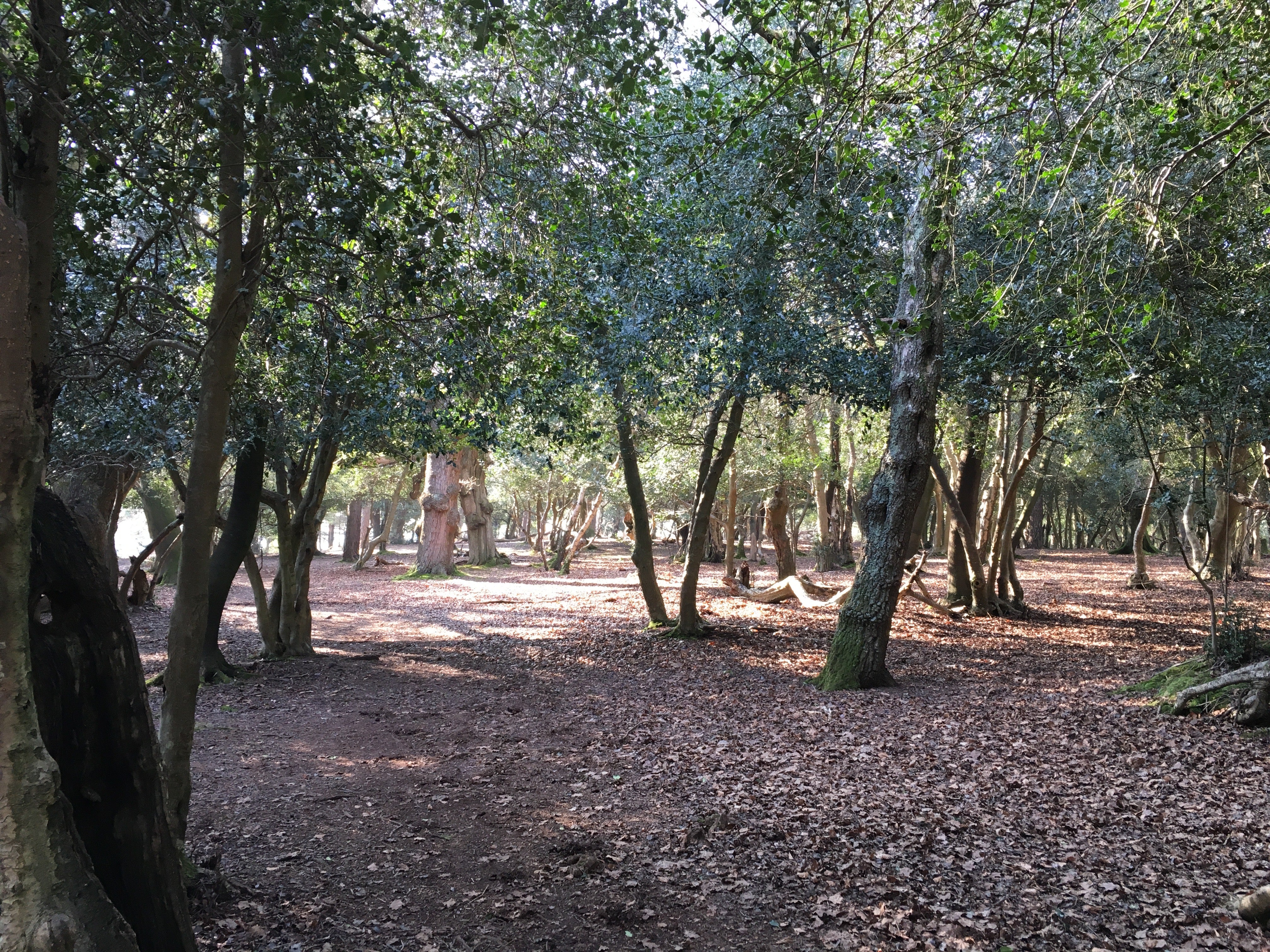 Spring is in sight! – New Forest Shortbread